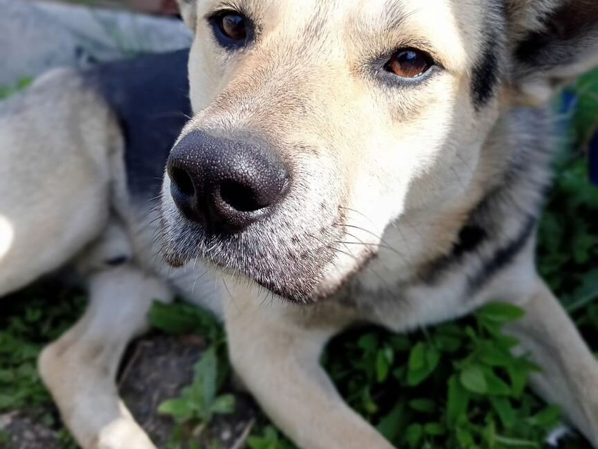 Отдам в добрые руки