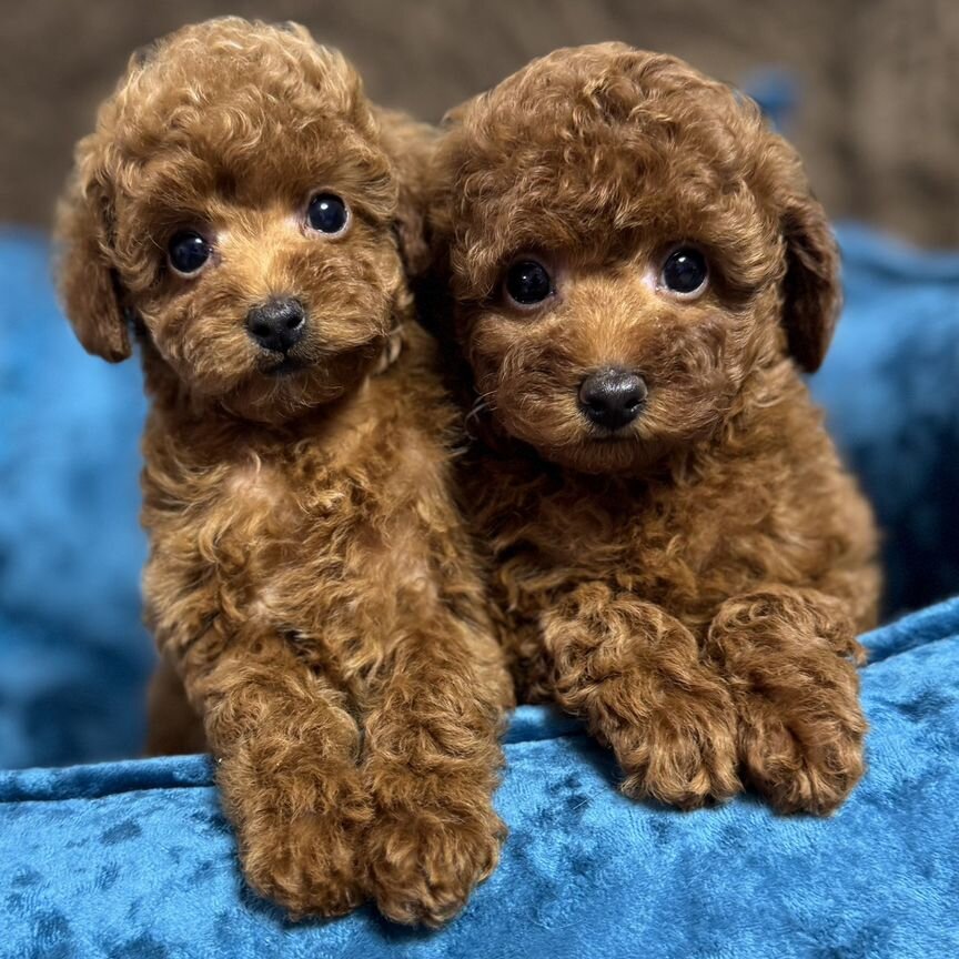 Той-пудель, щенок