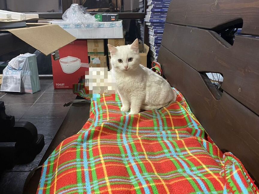 Кот белый руский