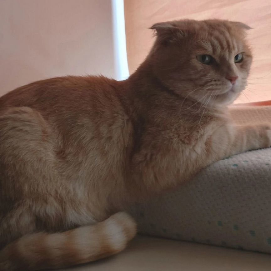 Шотландский вислоухий короткошёрстный, взрослый кот