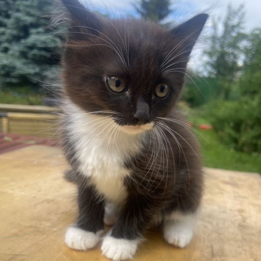 Сибирский котёнок