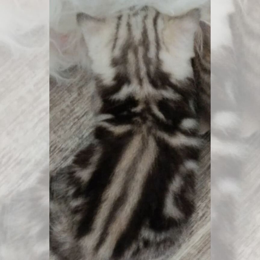 Шотландский прямоухий короткошёрстный котёнок