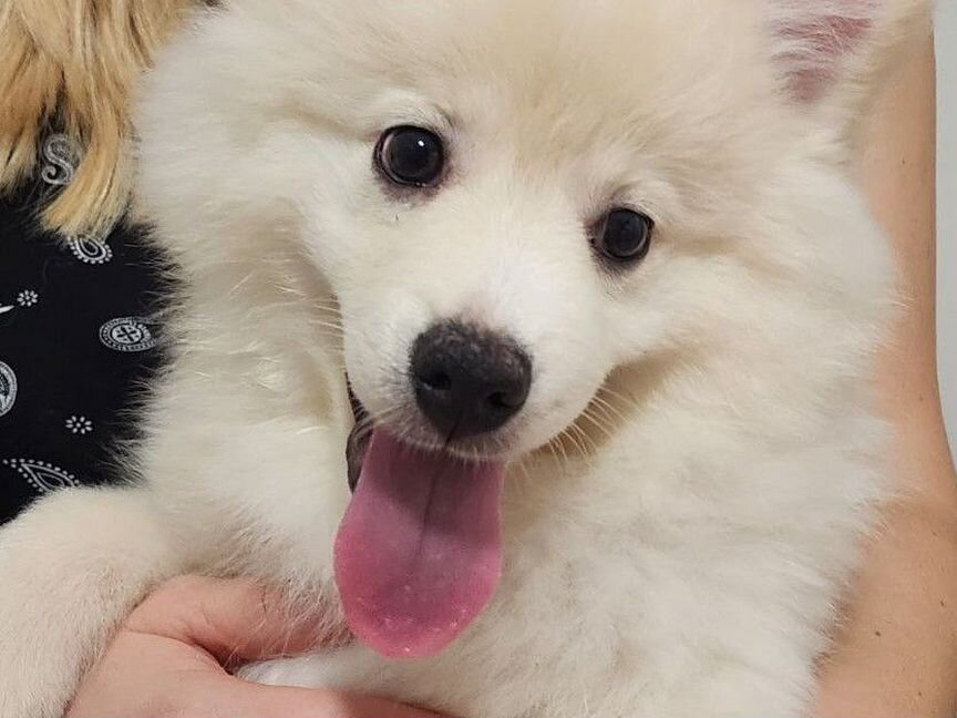 Немецкий шпиц средний мальчик