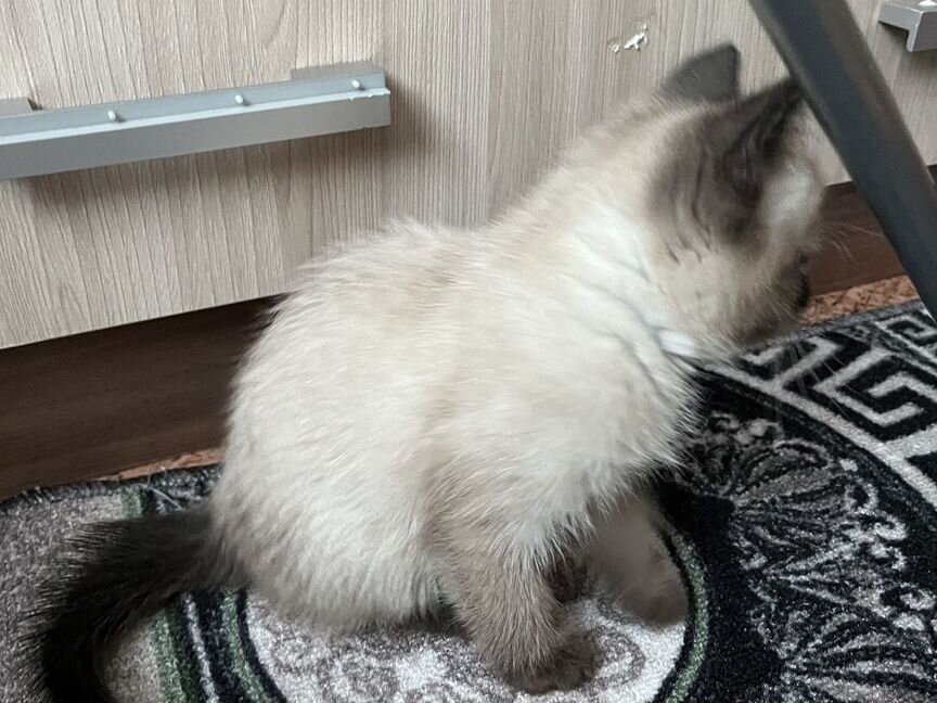 Сиамский котенок