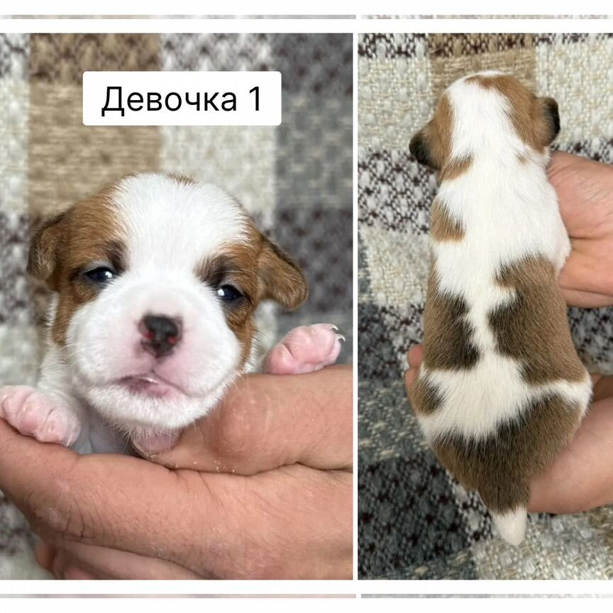 Джек-рассел-терьер, щенок