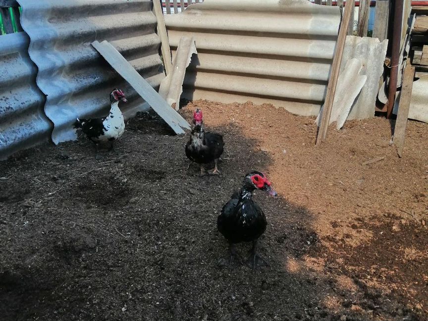 Селезень индоутки