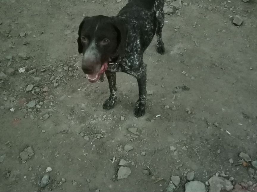 Отдам курцхаар