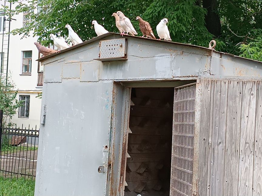 Продажа голубей