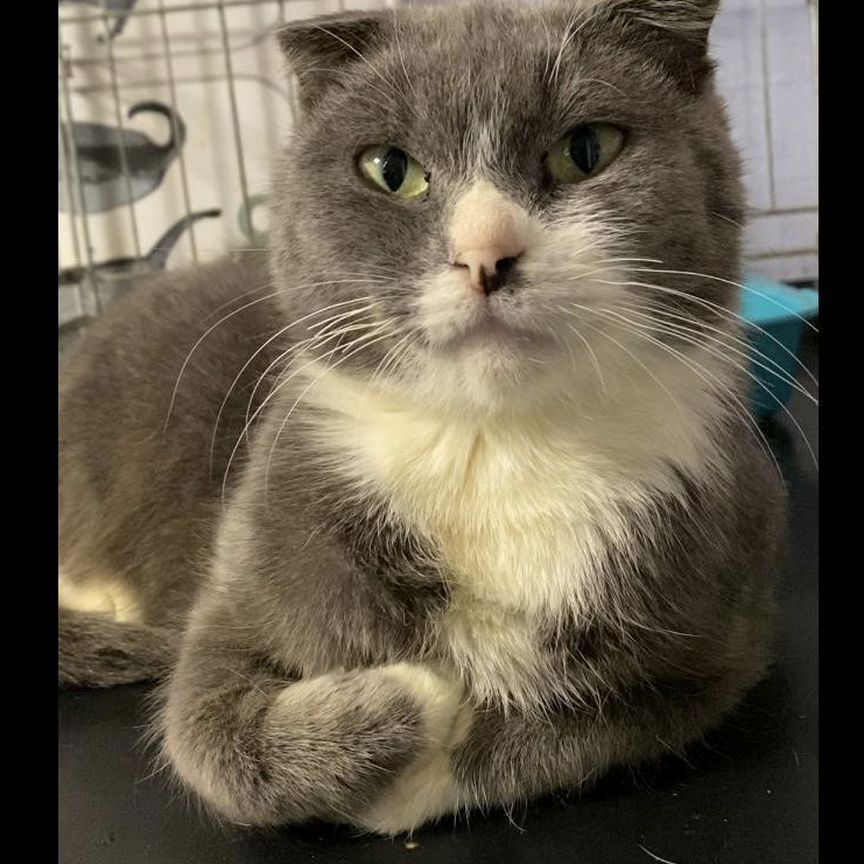 Плюшевая кошечка Плюша ищет семью