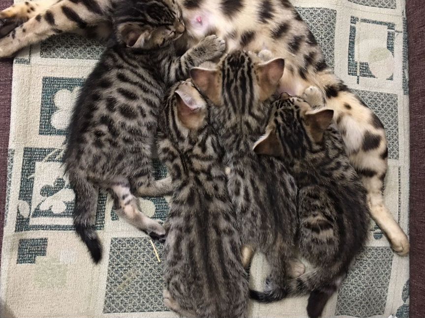 Бенгальские полукровки