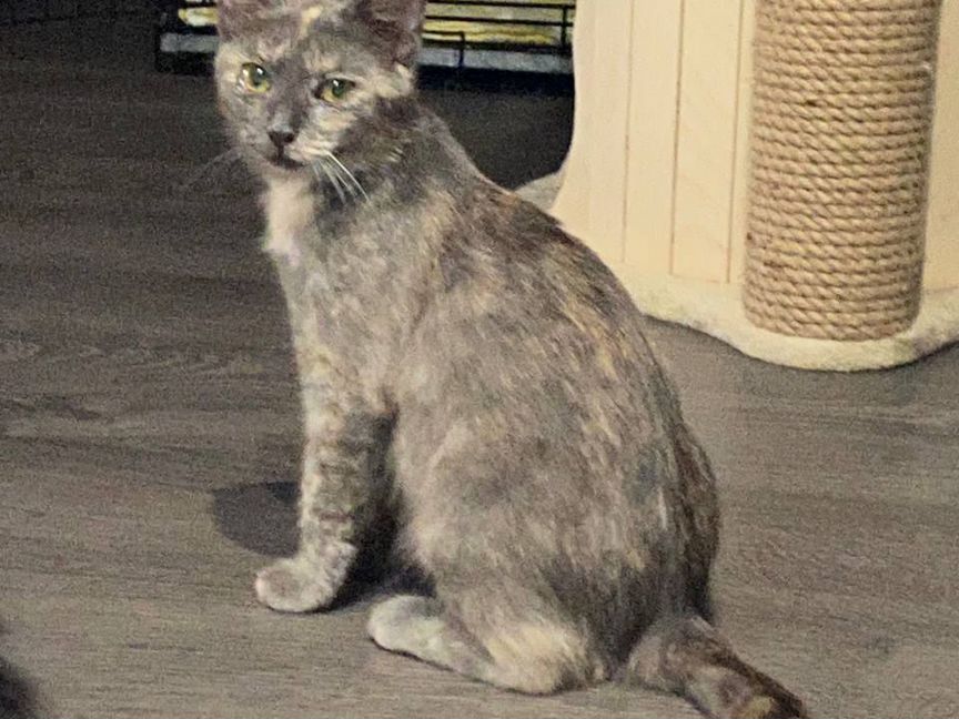 Котенок кошечка 5 мес