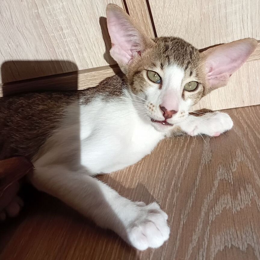 Ориентальный котёнок