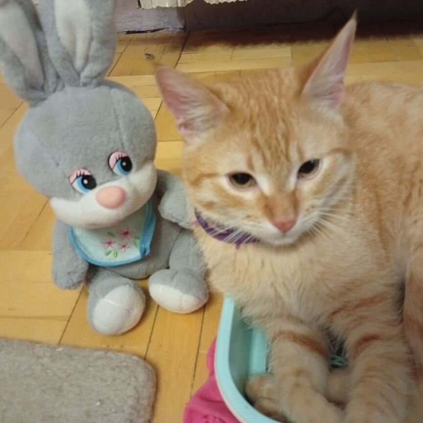 Милый ласковый котик 8 - 9 месяцев