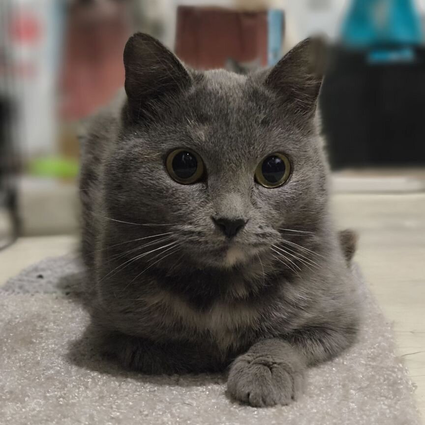 Милая плюшевая кошка