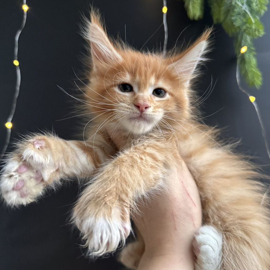 Мейн-кун котёнок