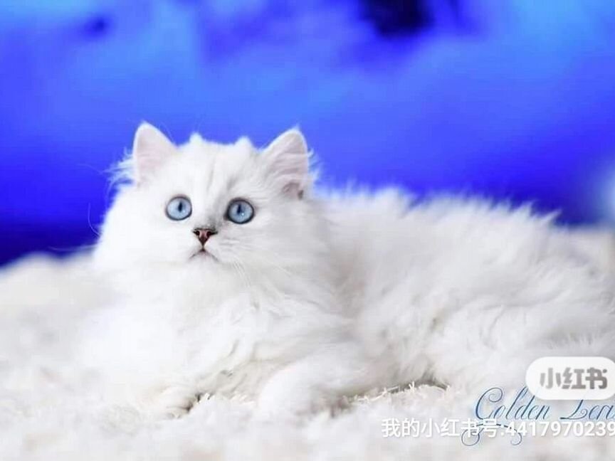 Британский длинношерстный котик