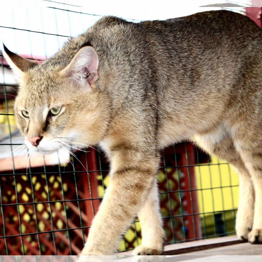 Чаузи котёнок