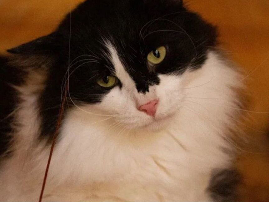 Большой, пухнатый, ласковый Султан ищет дом