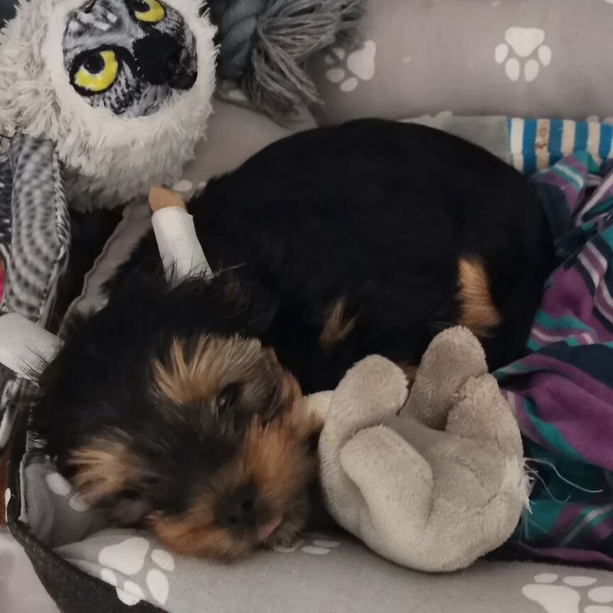 Йорки щенок мальчик