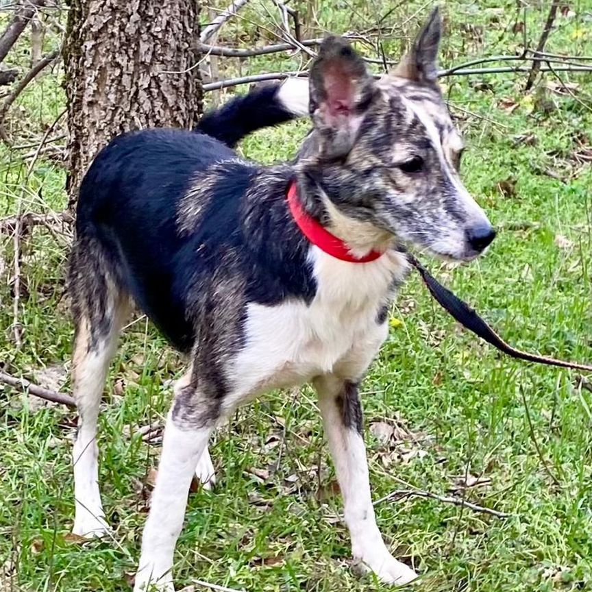 Взрослая собака в добрые руки