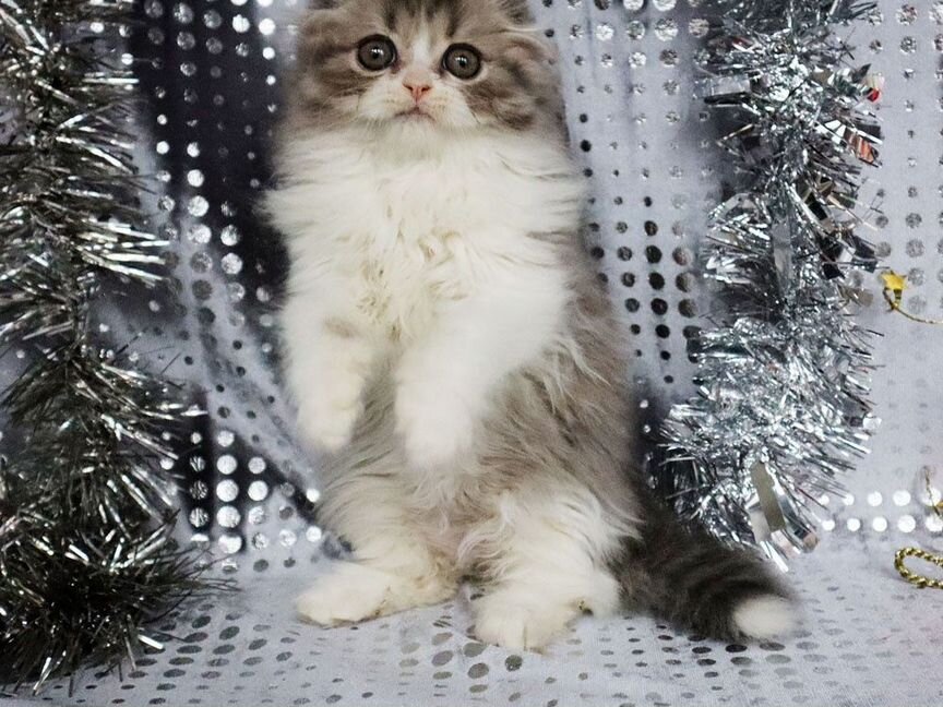 Новогодний котик