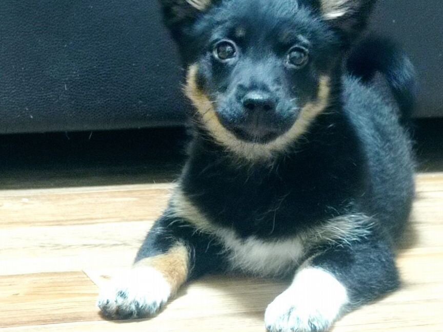 Маленькая собака в добрые руки