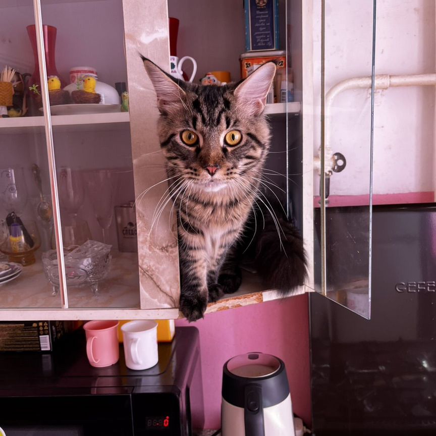 Мейн-кун, взрослая кошка