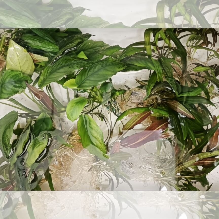 Аквариумные растения