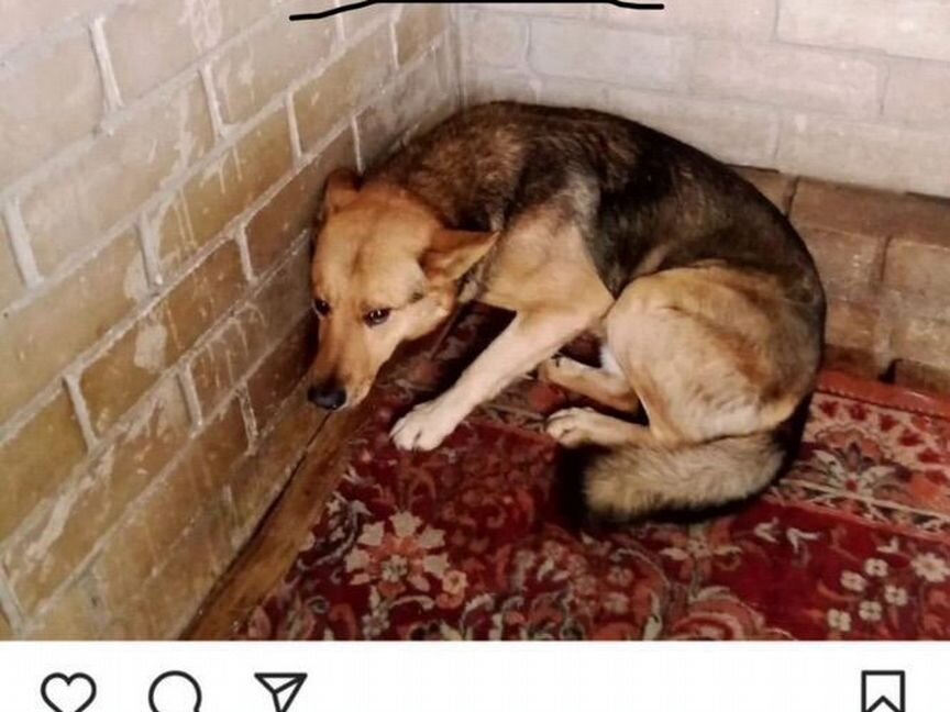 В отлове ждет усыпления