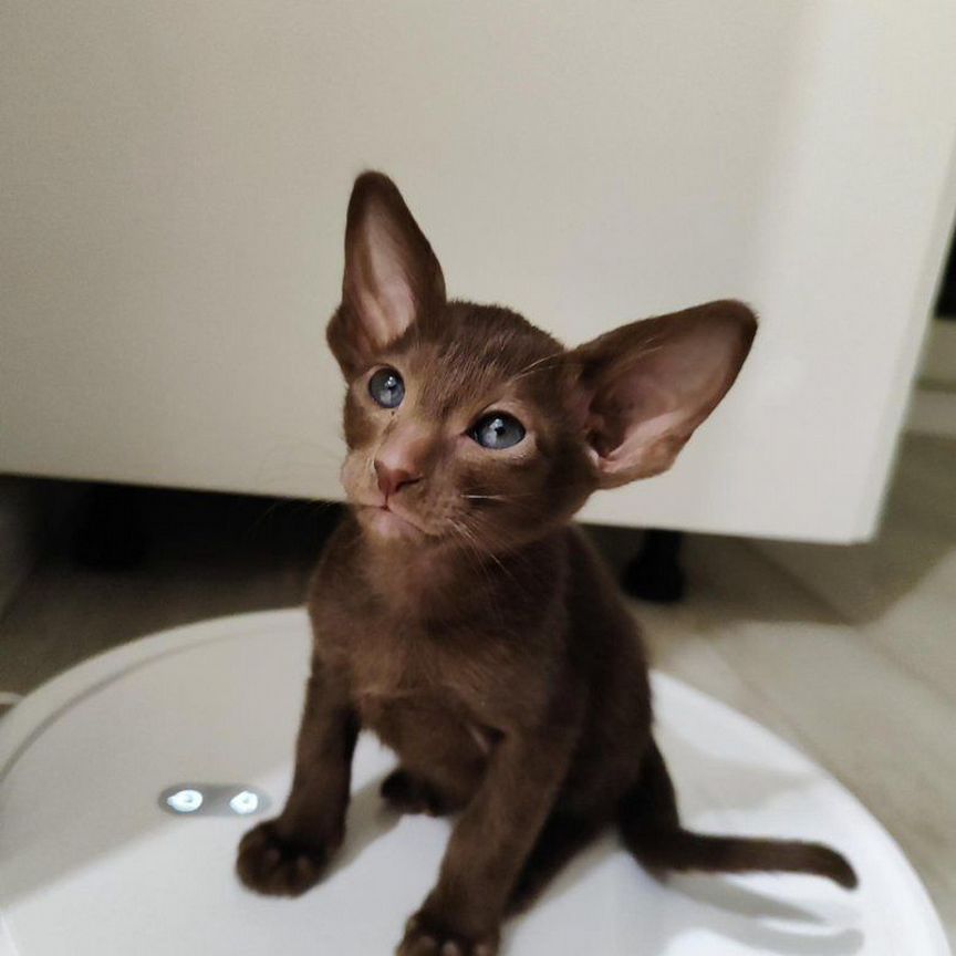 Ориентальный котёнок