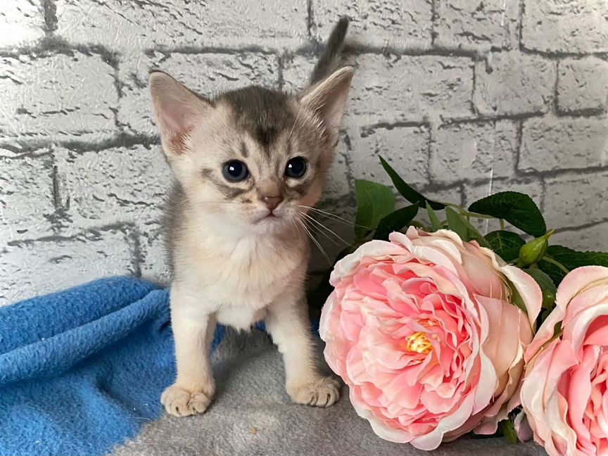 Абиссинские котятки с документами