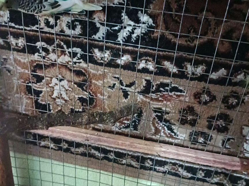 Попугай