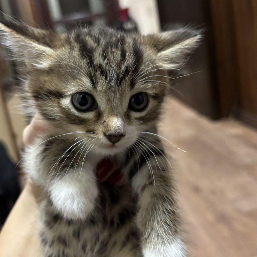 Котёнок в добрые руки