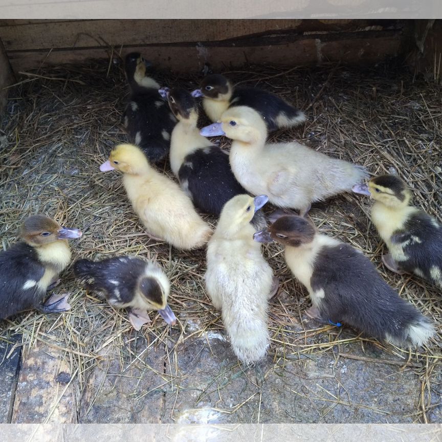 Утята индоутки и гусята