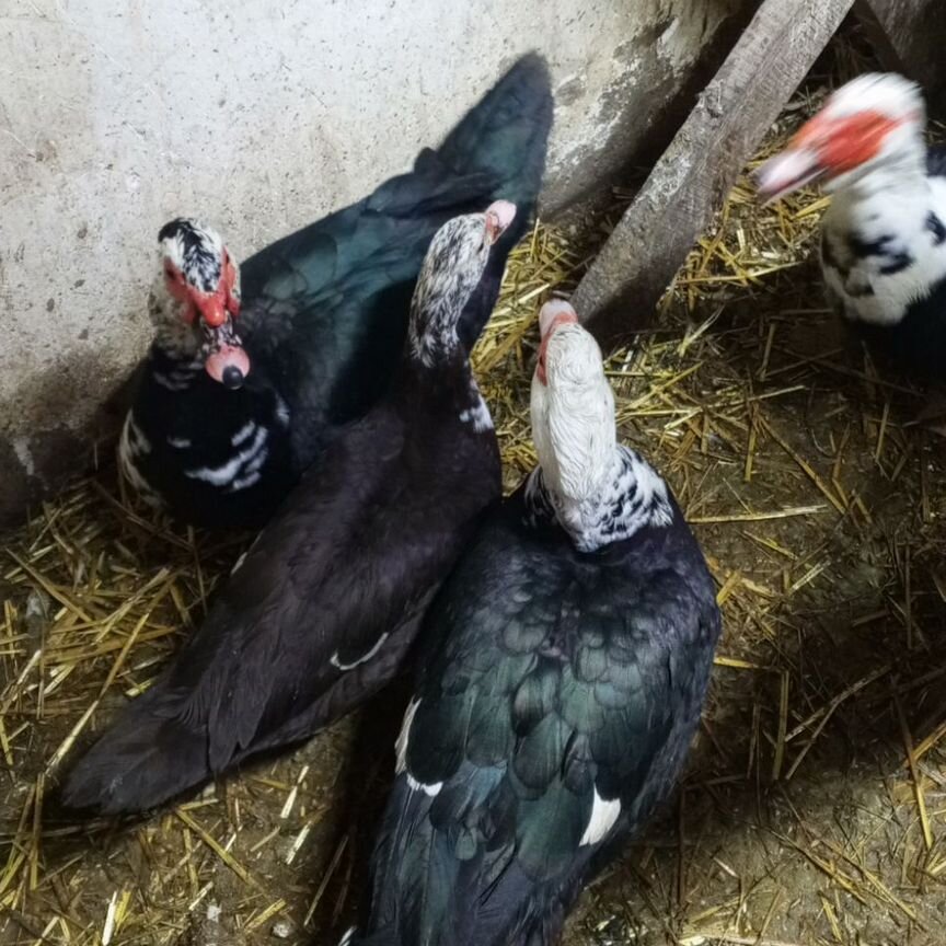 Индоутка мускусная утка