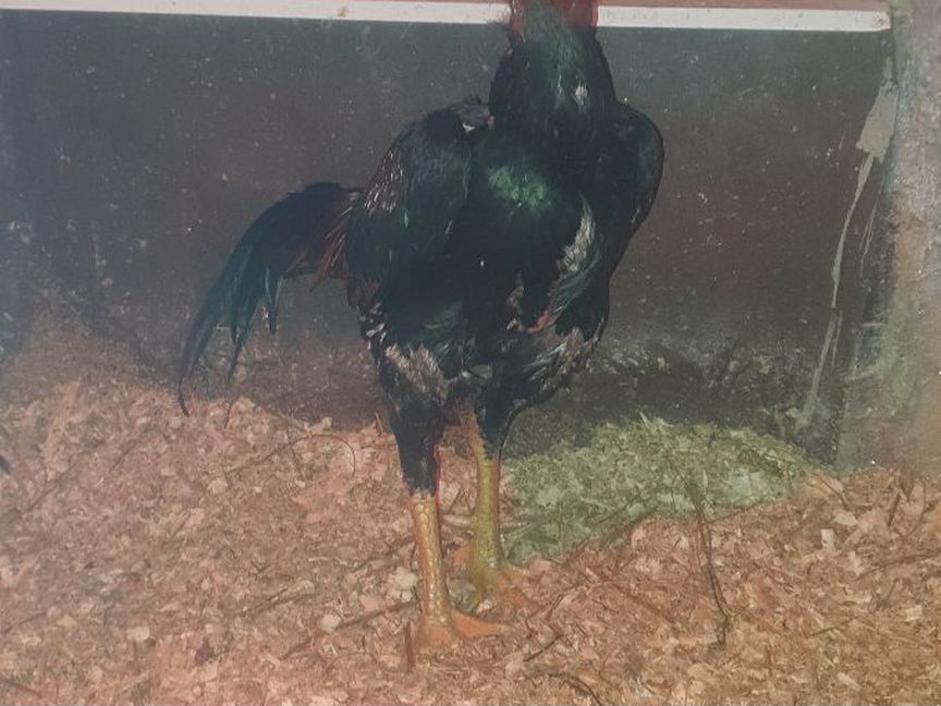 Бойцовые петухи