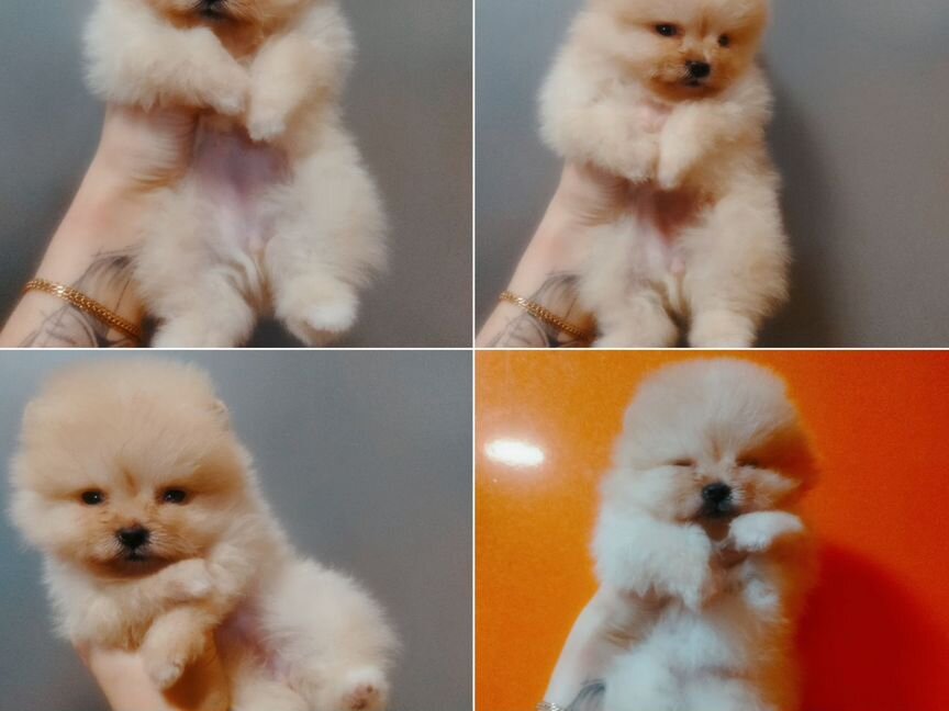 Шпиц чудеснейшие детки