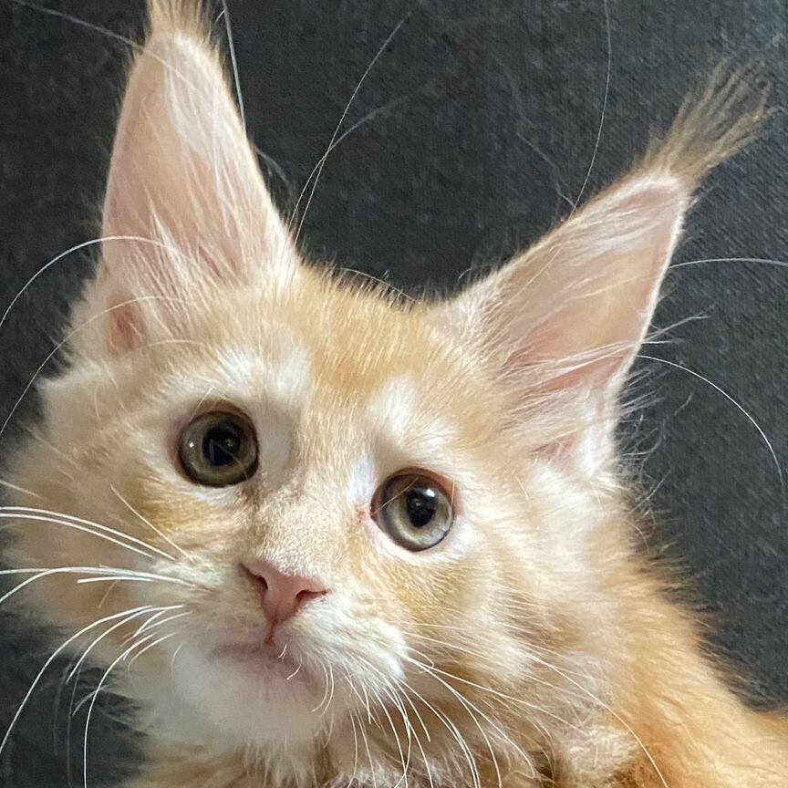 Мейн-кун красный котята