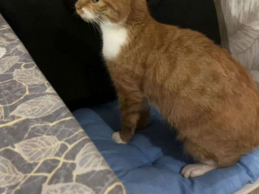 Кошка Рыжуля