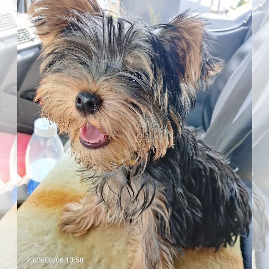 Йоркширский терьер, щенок