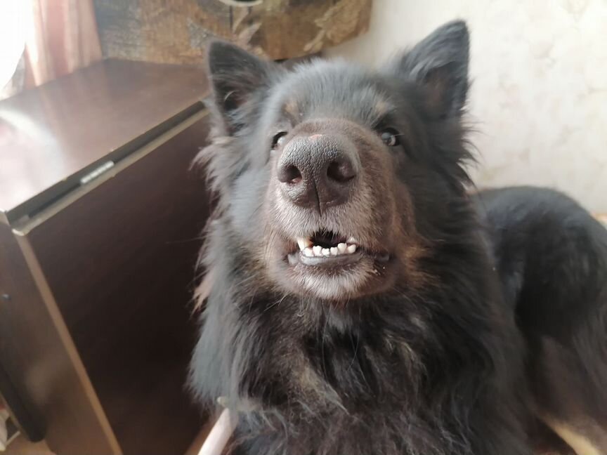 Собака в добрые руки