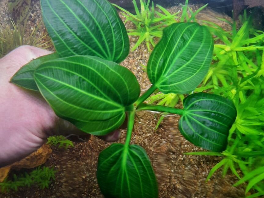 Эхинодорус опакус, нимфея тигровый лотос