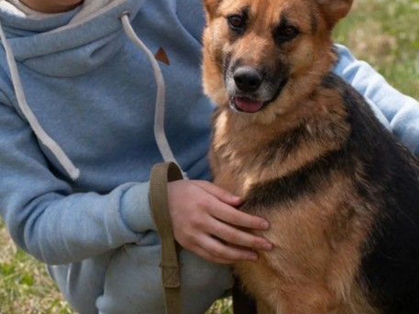 Мини немецкая овчарка Тея ждёт вас