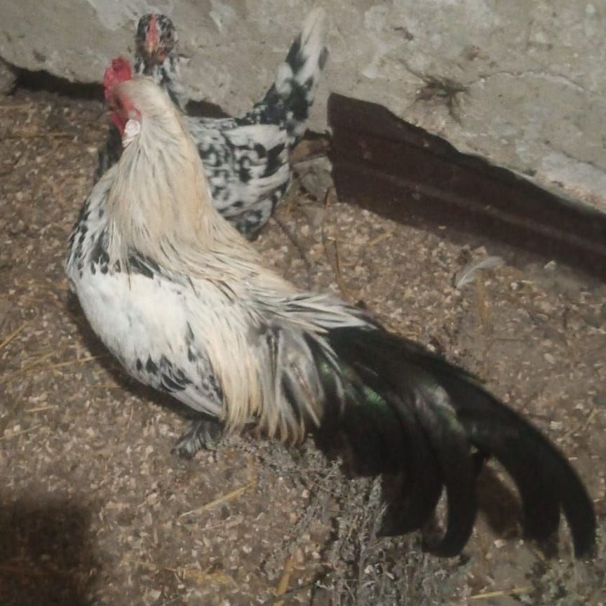 Петух бентамка