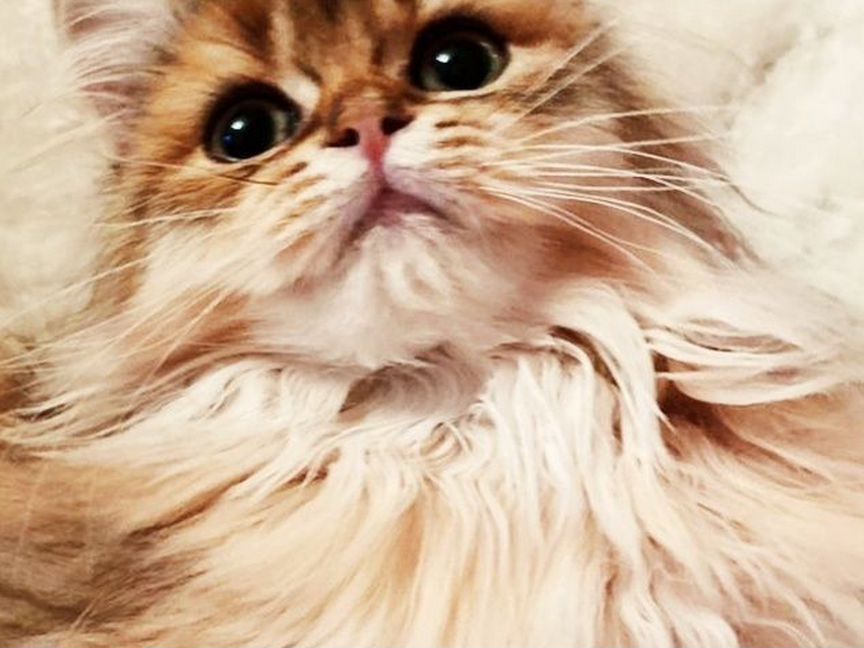 Британские котята,пушистое золото