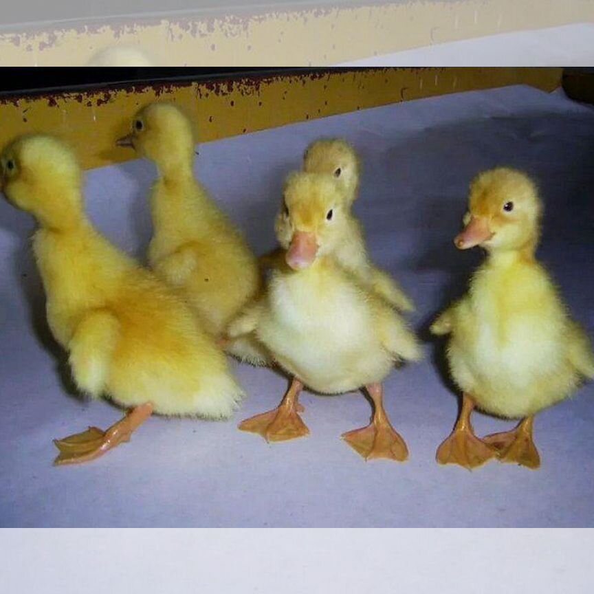 Суточные утята