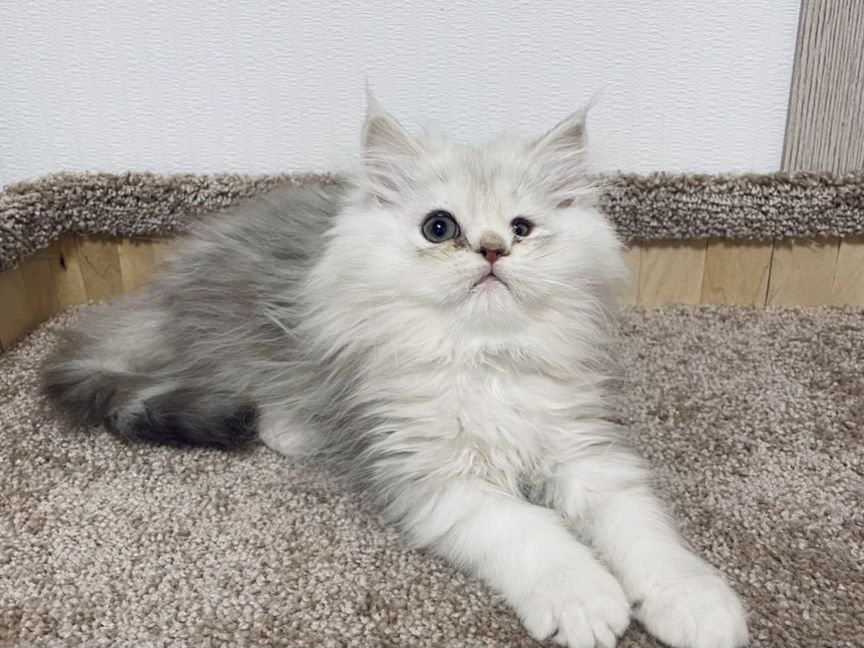 Шотланский котенок мальчик