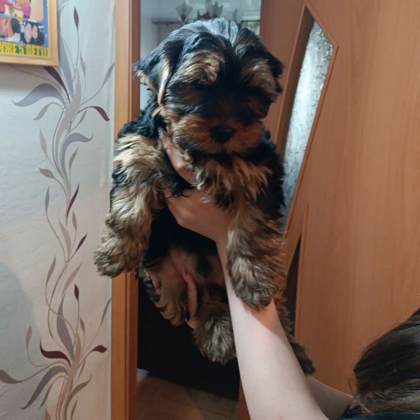 Собаки щенки