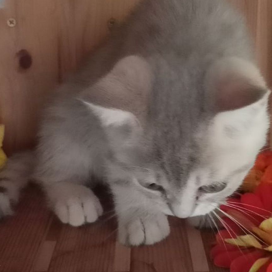 Шиншиллёнок голубое золото