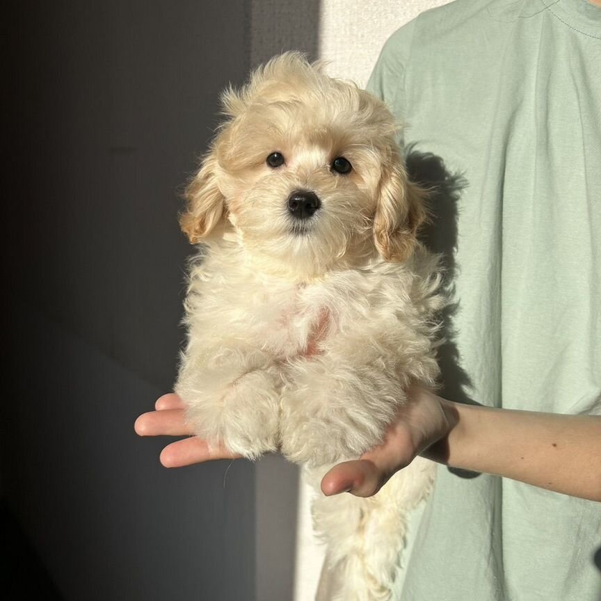 Щенки мальтипу f1 мини